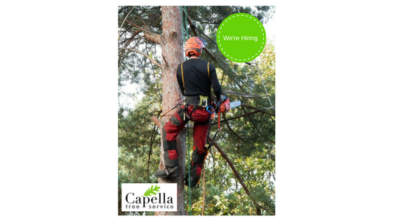 Careers » Capella Tree Service